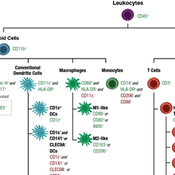CST Signaling Pathways